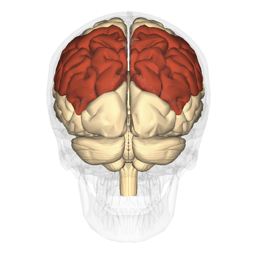 Corteccia parietale cerebrale