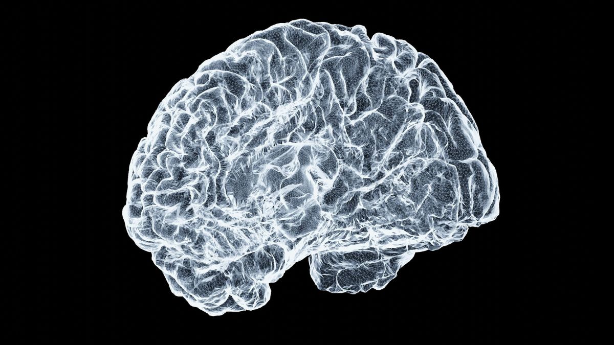 Corteccia motoria | Dov'è e qual è la sua funzione?