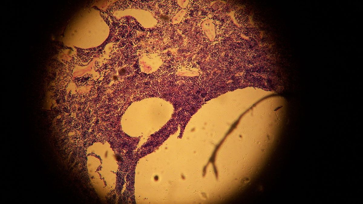 Cellula | Com'è fatta e perché è importante?