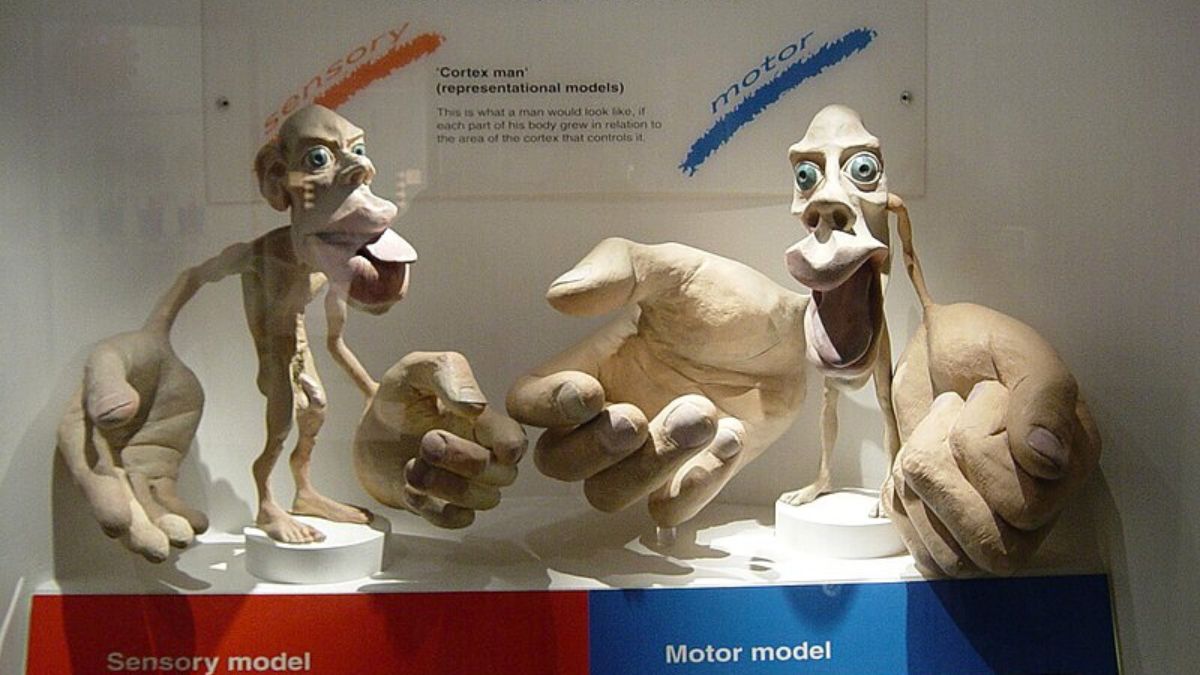 Homunculus corticale | Che cos'è e dove si trova?